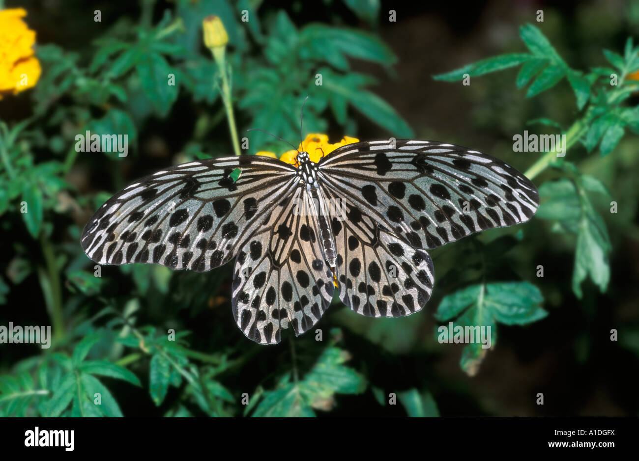 Tree nymph butterflies hi-res stock photography and images - Alamy