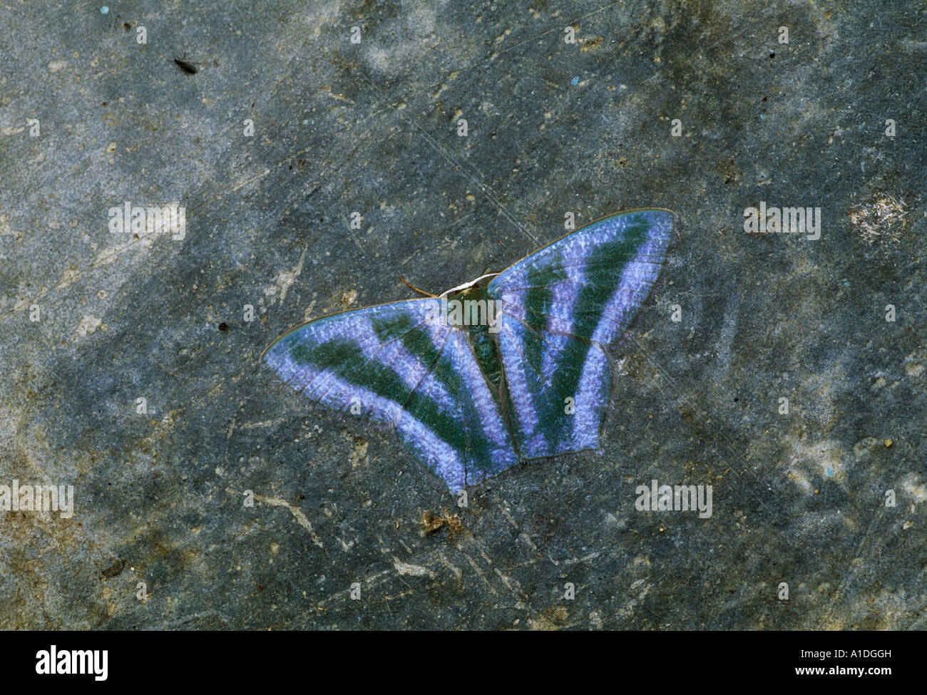 Malaysia moth hi-res stock photography and images - Alamy