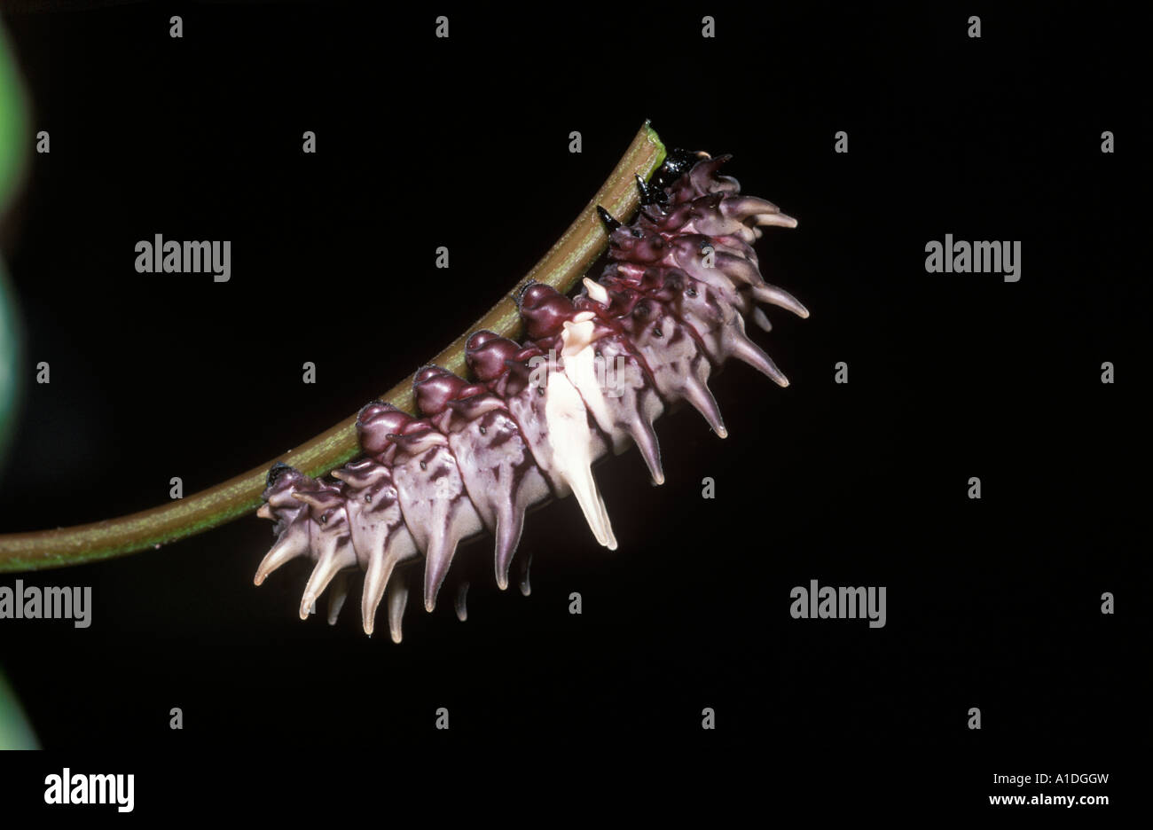 Caterpillar common rose hi-res stock photography and images - Alamy