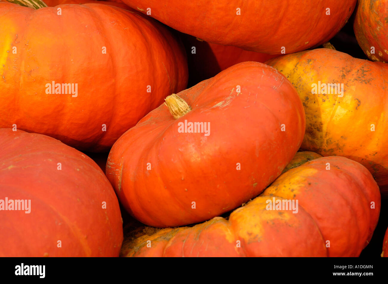 Pumkin growing hi-res stock photography and images - Alamy