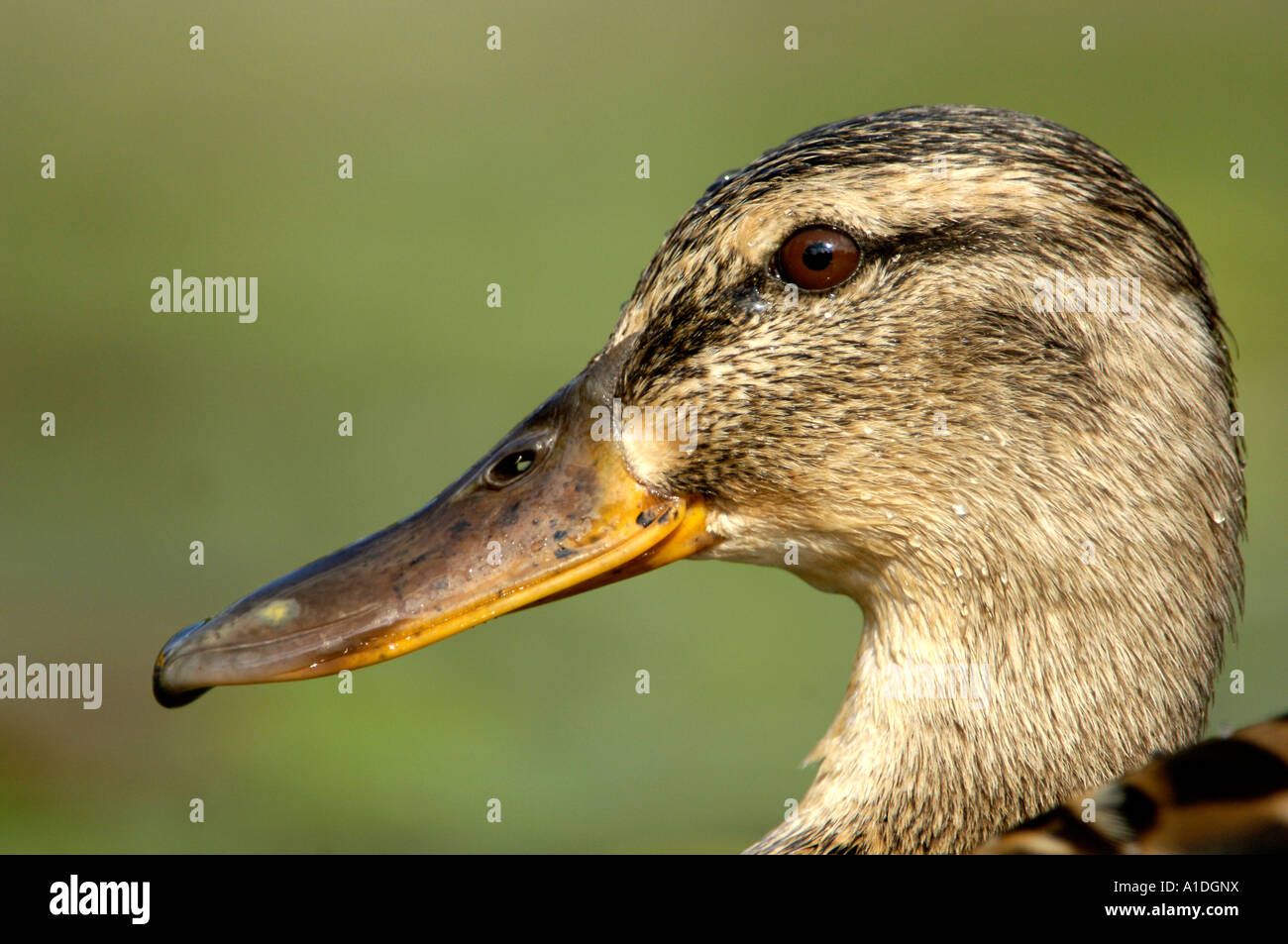 Adult female mallard duck hi-res stock photography and images - Alamy