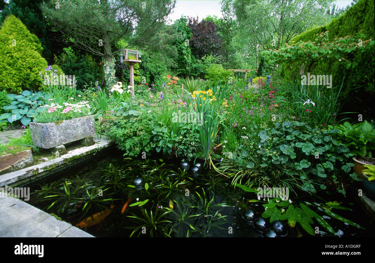 large fish pond in garden with goldfish and koi carp Stock Photo - Alamy
