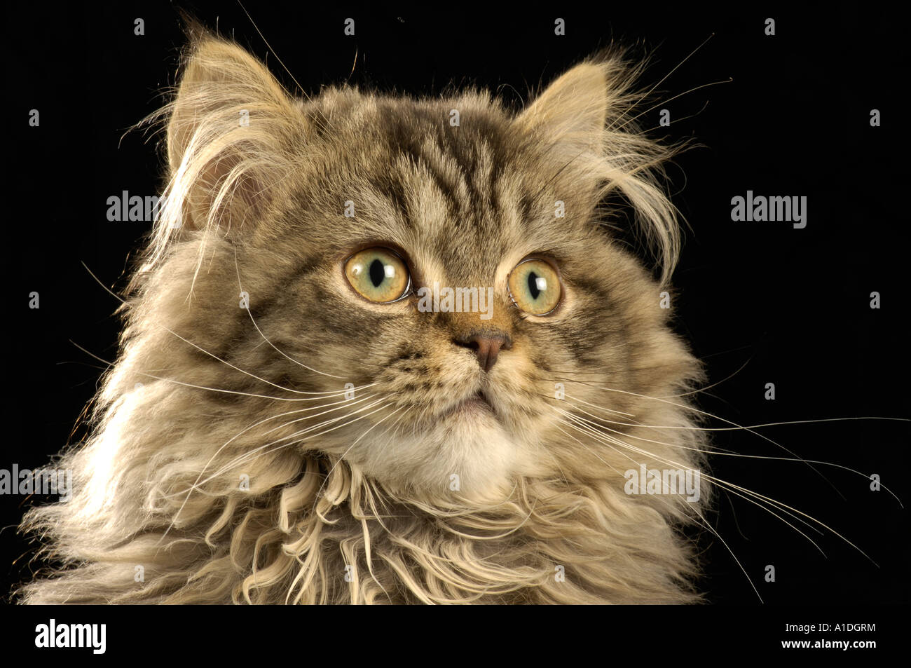 Persian cat crossbreed hi-res stock photography and images - Alamy