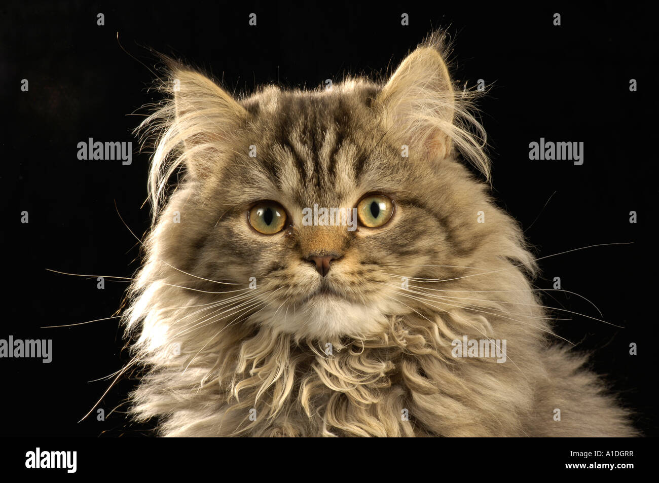 Himalayan Persian Cross Breed