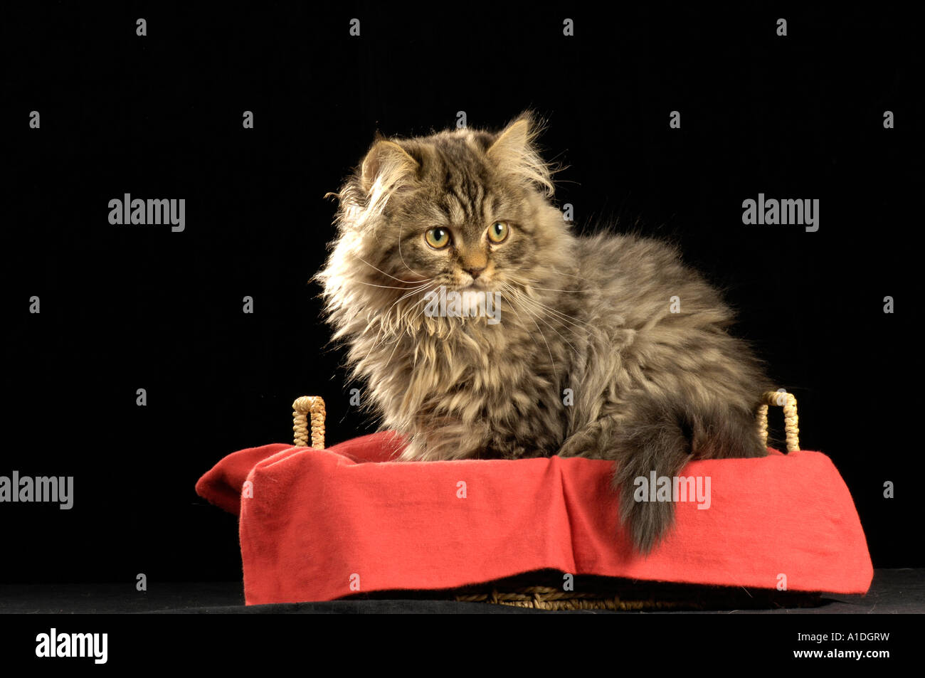 Persian Cat (crossbreed Stock Photo - Alamy