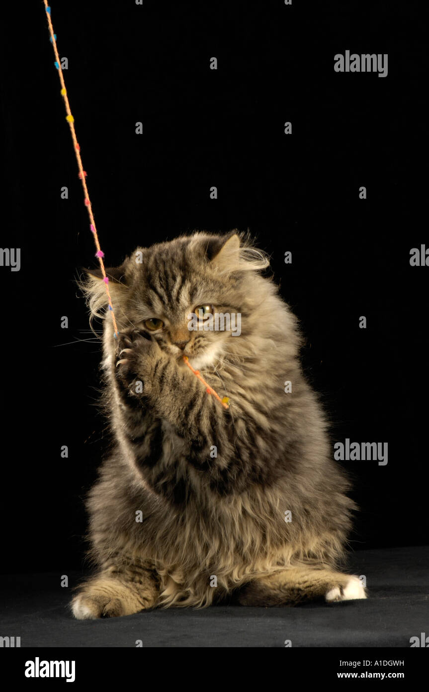 Persian cat crossbreed hi-res stock photography and images - Alamy