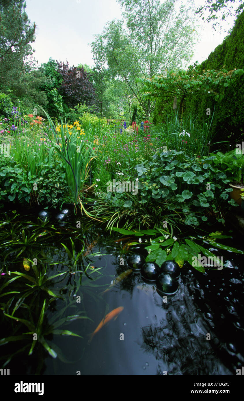 large fish pond in garden with goldfish and koi carp Stock Photo - Alamy