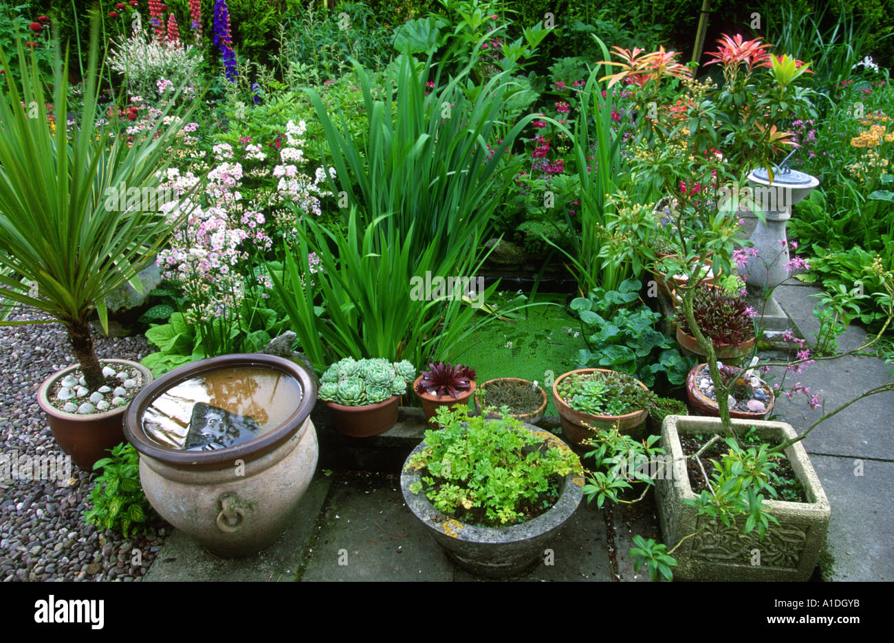 selection of pots and containers on a garden patio Stock Photo - Alamy