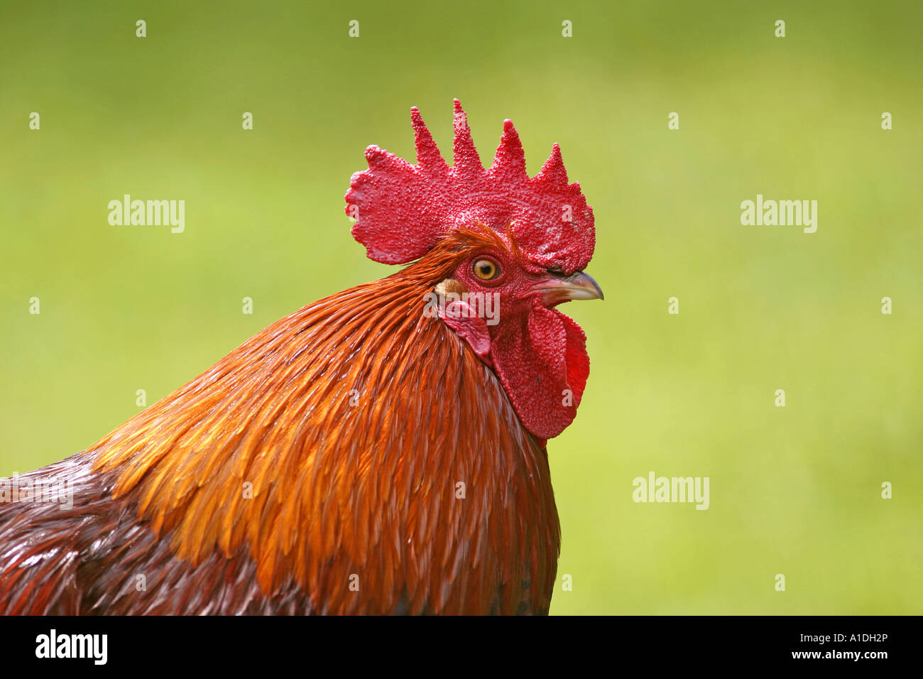 Portrait of a rooster Stock Photo - Alamy