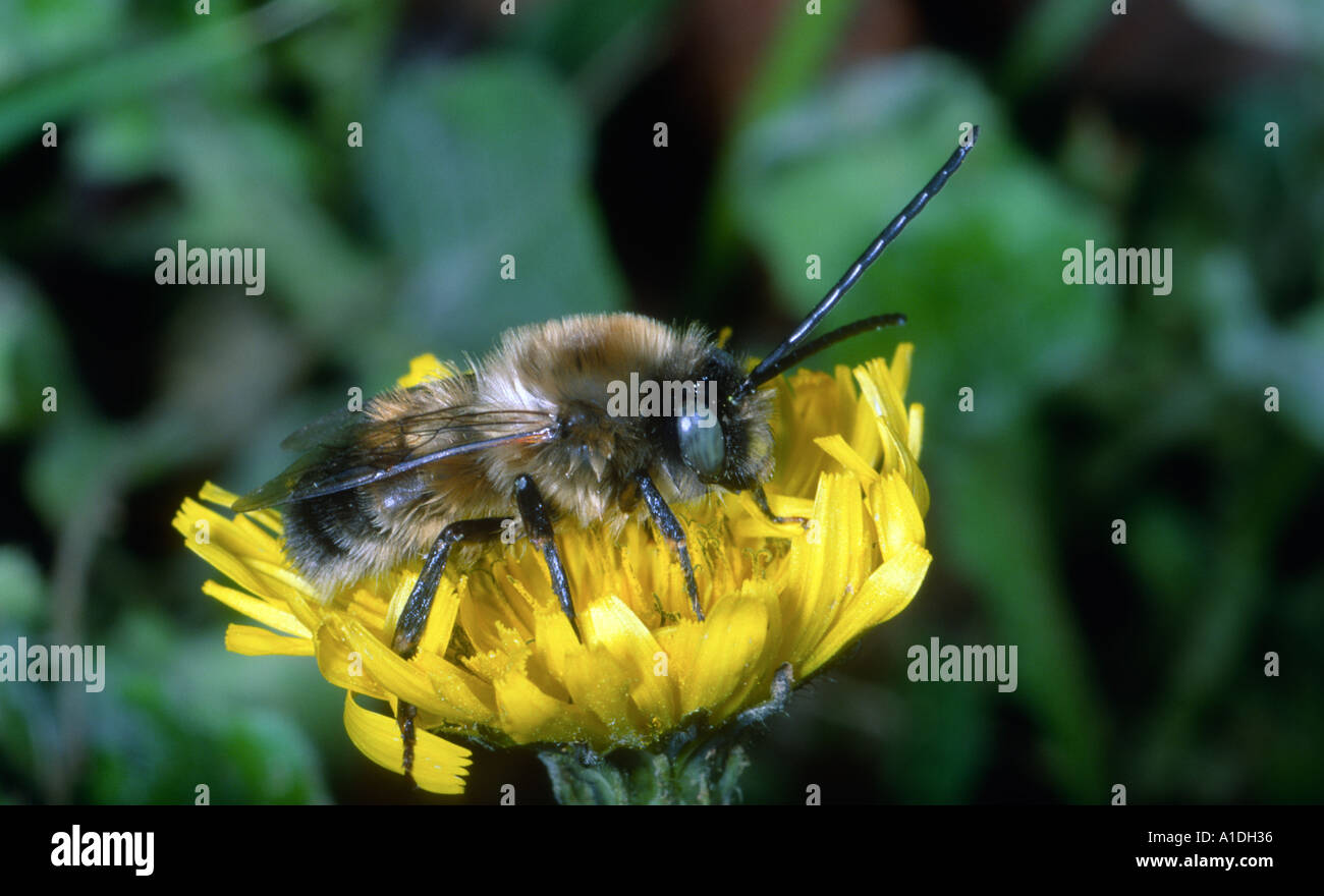 Longhorned bee hi-res stock photography and images - Alamy