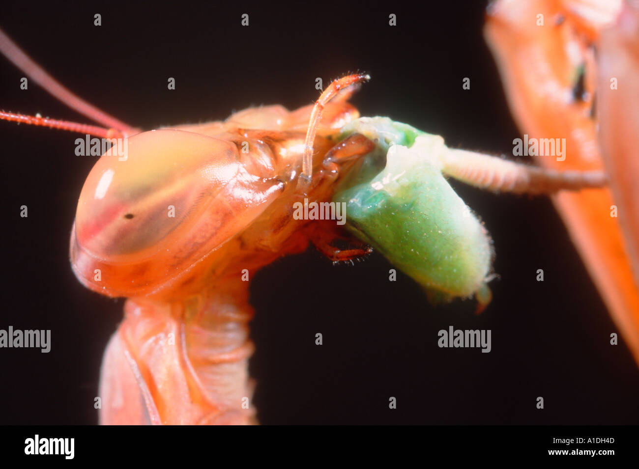 Mantis religiosa eating a prey h hi-res stock photography and images ...