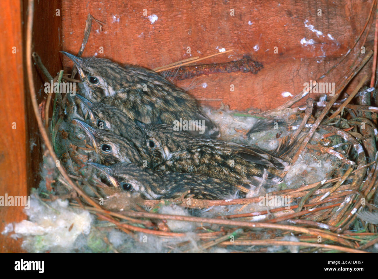 Short toed tree creepers High Resolution Stock Photography and Images ...