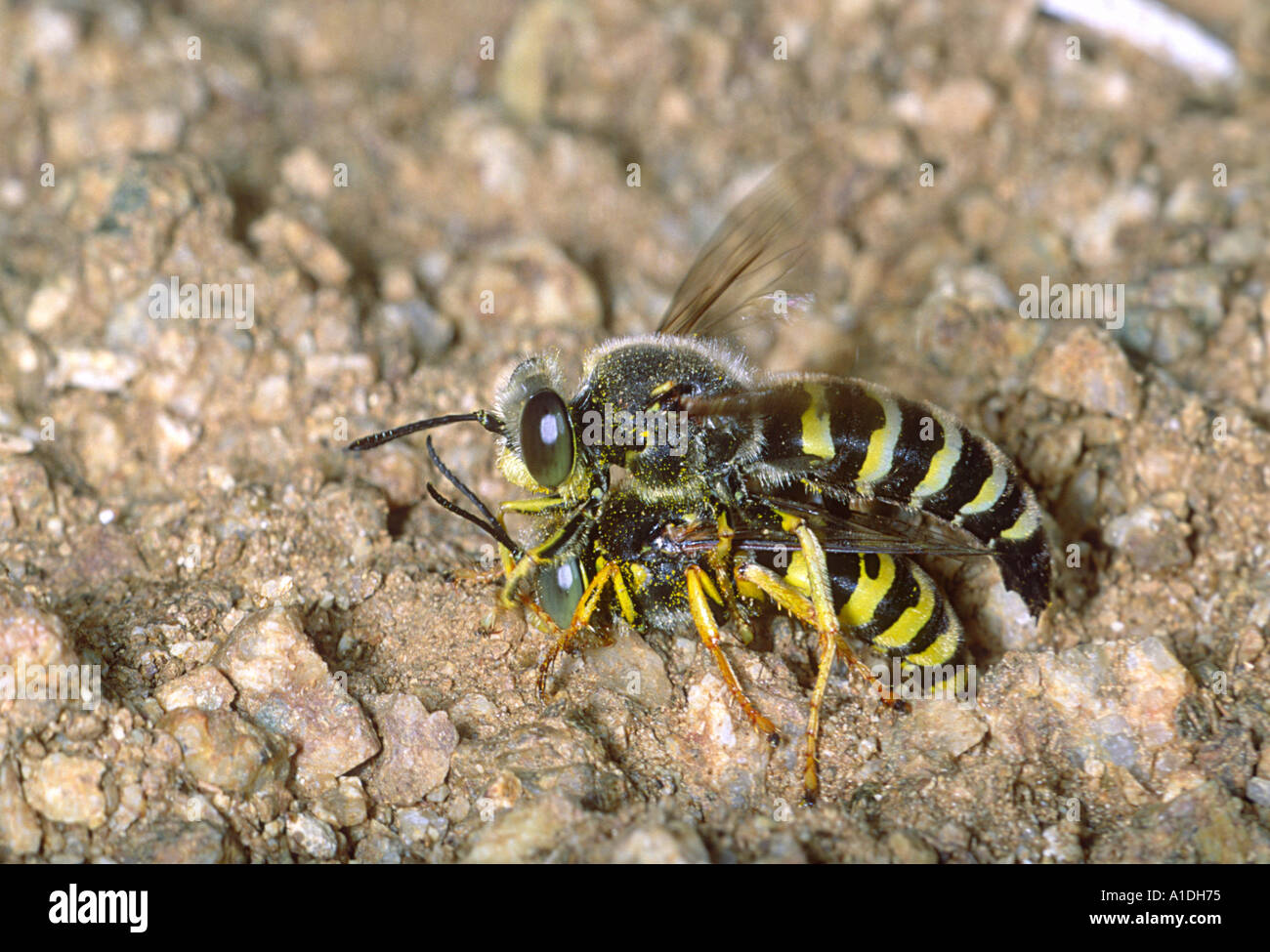 Digger Wasps, Bembix sp. Couple mating Stock Photo - Alamy