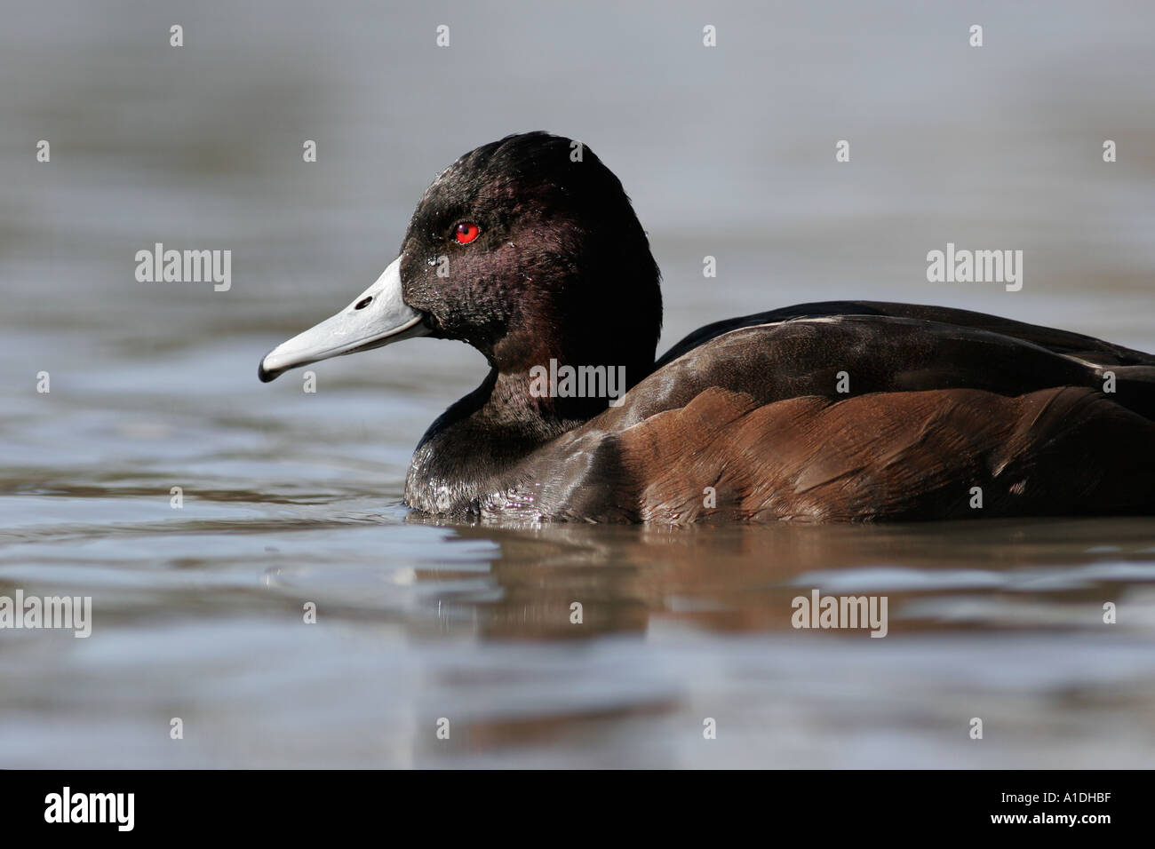 wildfowl bird at Slimbridge on water Stock Photo - Alamy