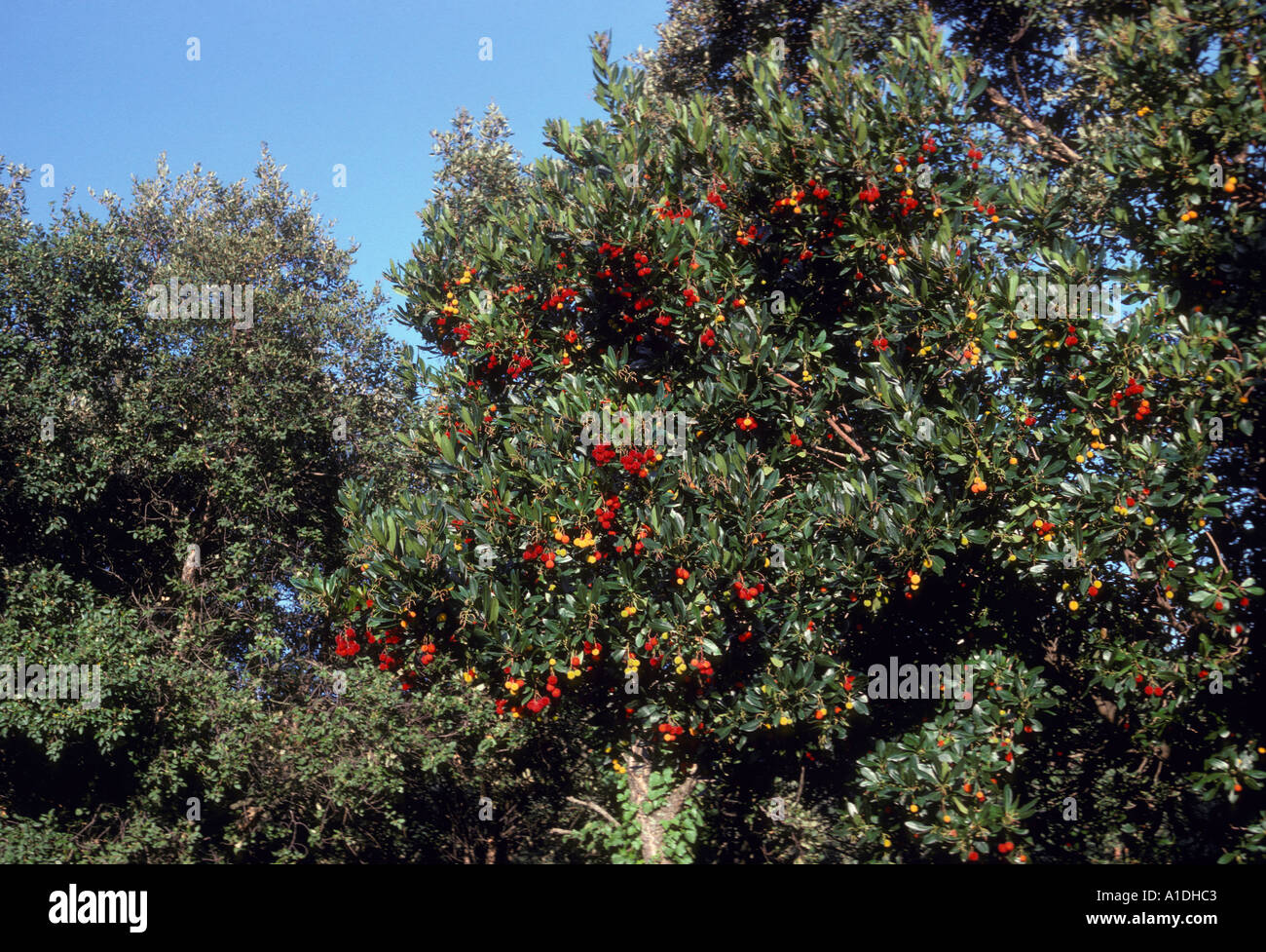 Strawberry Tree, Arbutus unedo. Mature berries on tree Stock Photo - Alamy