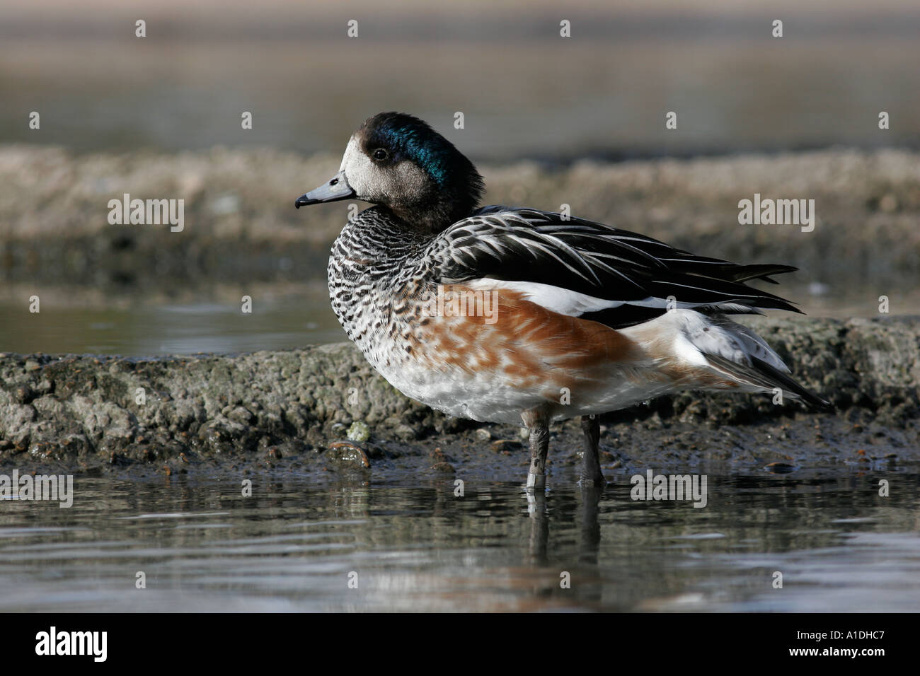 wildfowl bird at Slimbridge Stock Photo - Alamy