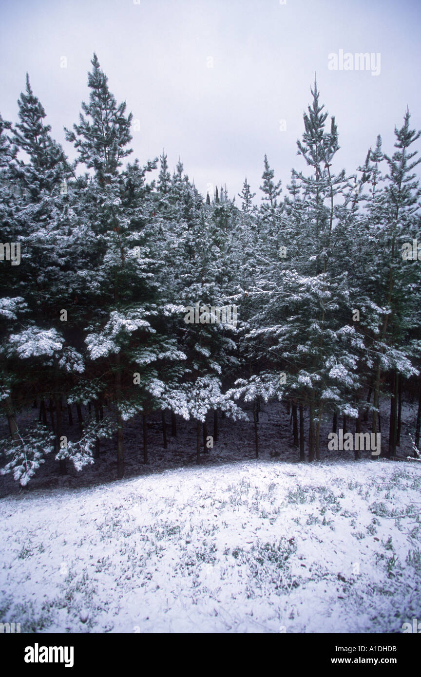 Winter landscape pines covered hi-res stock photography and images - Alamy