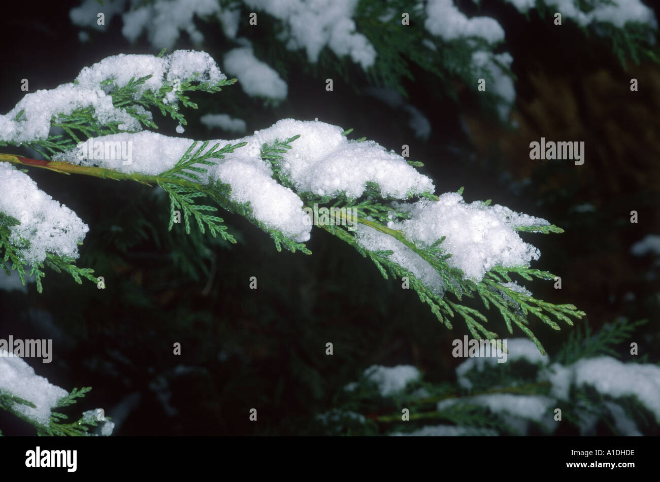 Cupressus sempervirens snow leaf hi-res stock photography and images ...