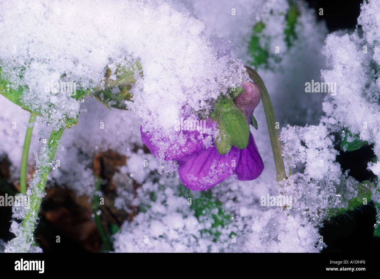 Botany viola odorata hi-res stock photography and images - Alamy