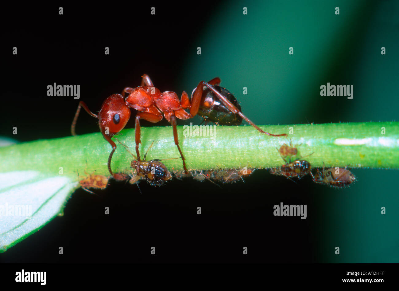 Red Barbed Ant , Formica rufibarbis. On stem with Aphids Stock Photo ...