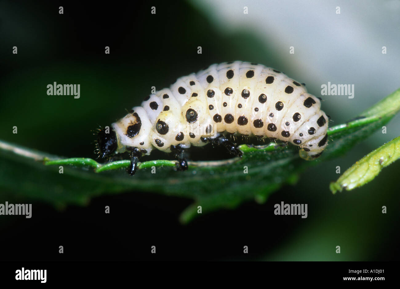 Poplar Leaf Beetle, Chrysomela populi. Larva on Poplar leaf Stock Photo ...