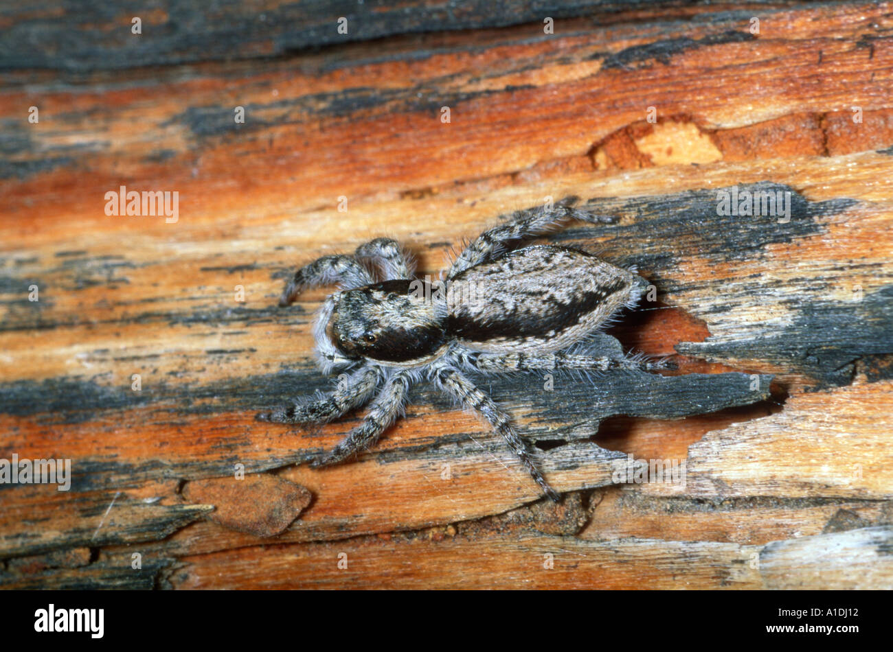 Jumping Spider, Family Salticidae Stock Photo - Alamy