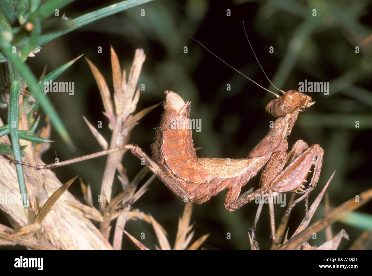 Dwarf european hi-res stock photography and images - Alamy