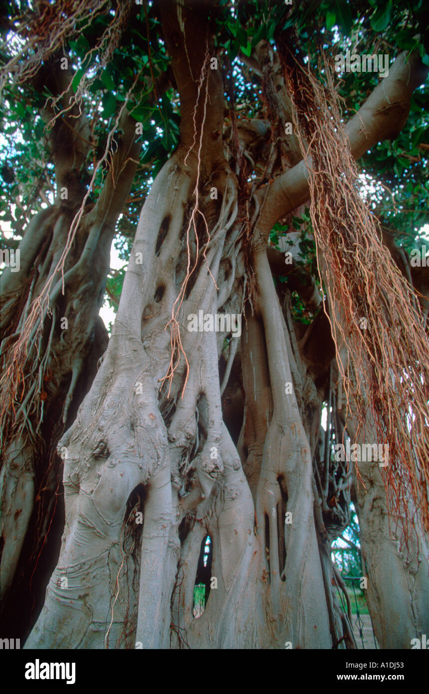 Ficus sp trees hi-res stock photography and images - Alamy