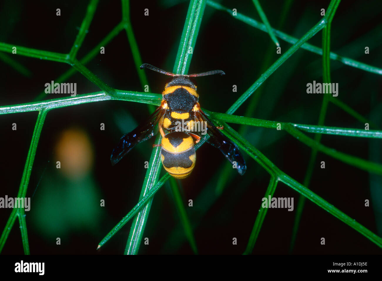 Potter wasp top view hi-res stock photography and images - Alamy