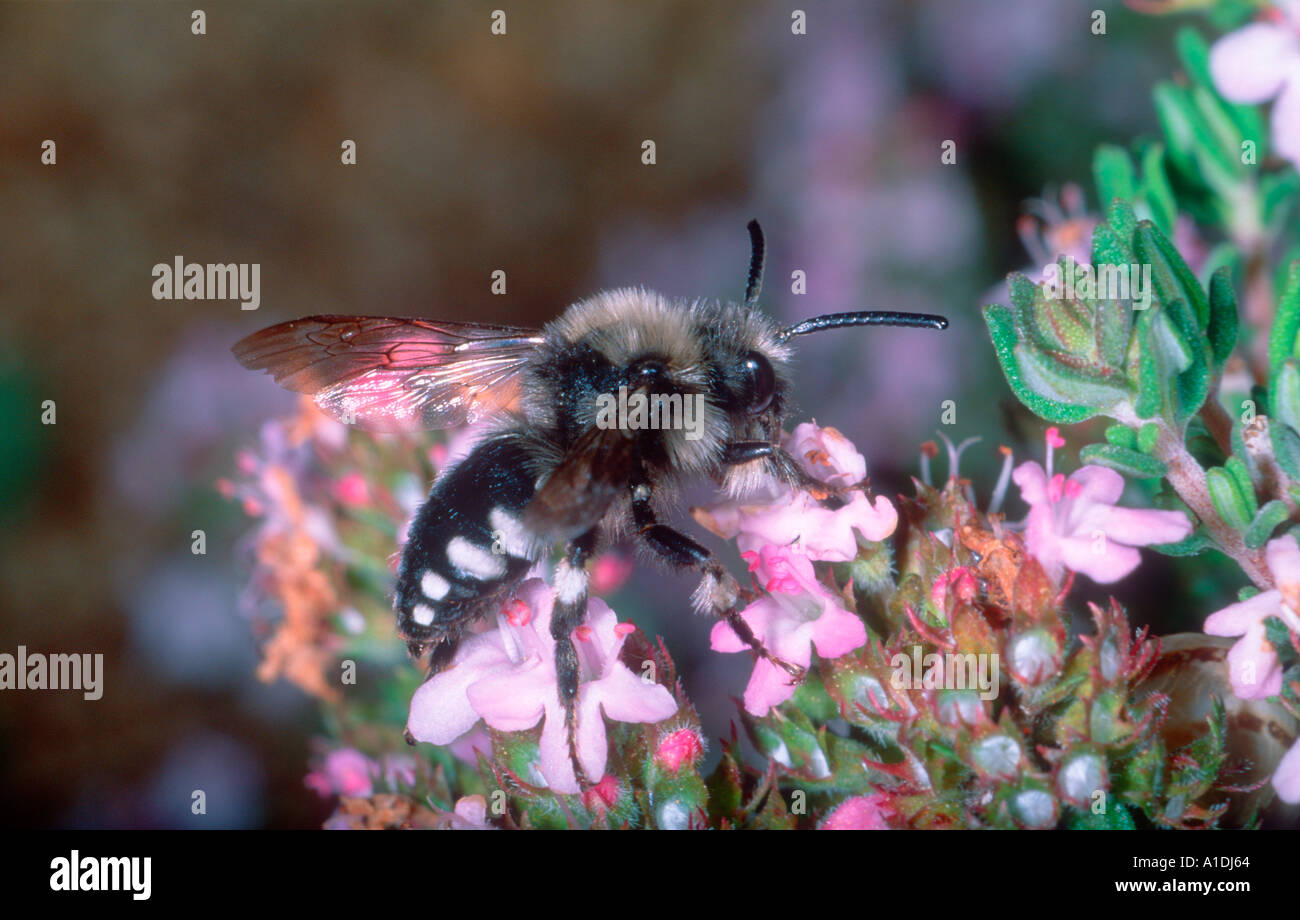 Cuckoo bee melecta luctuosa hi-res stock photography and images - Alamy