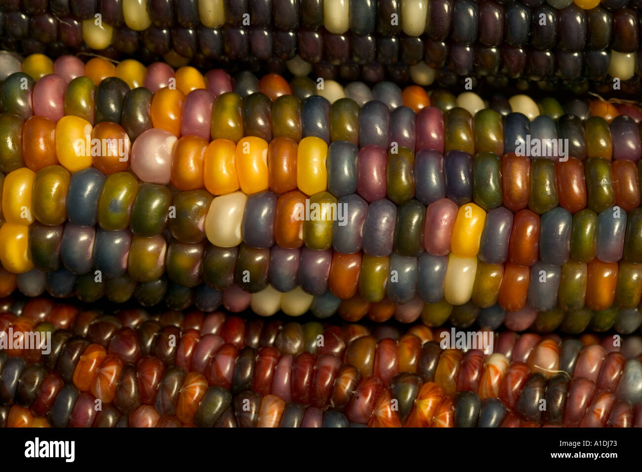 Native american green corn hi-res stock photography and images - Alamy
