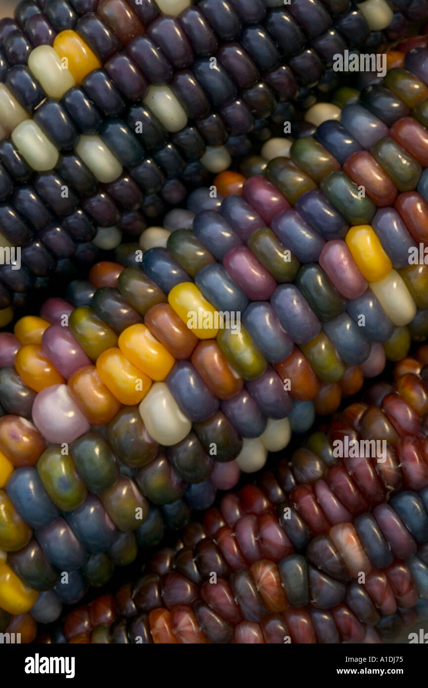 Native american green corn hi-res stock photography and images - Alamy