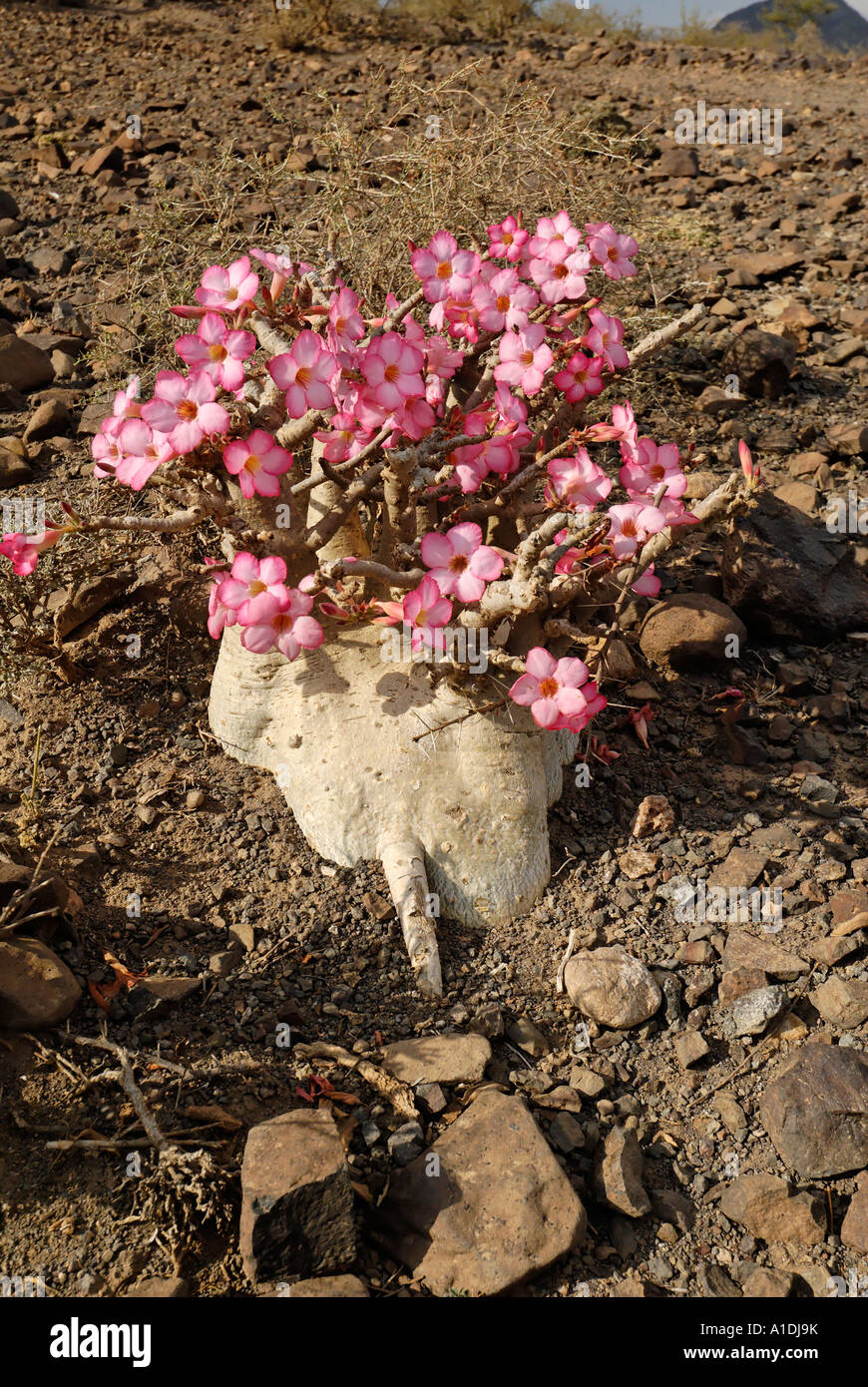 Socotra Desert Rose or Bottle Tree, adenium obesum sokotranum, Homhil ...