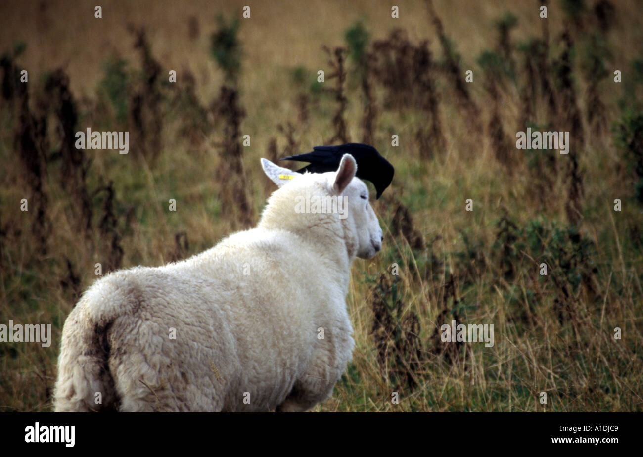 Rook Cleaning Tics Ftom Sheep Stock Photo - Alamy