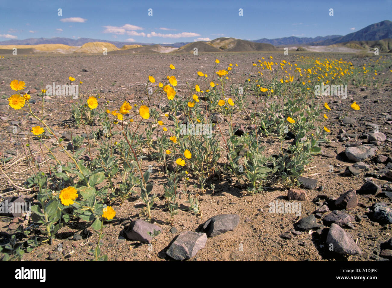 Desert sunflower death valley hi-res stock photography and images - Alamy