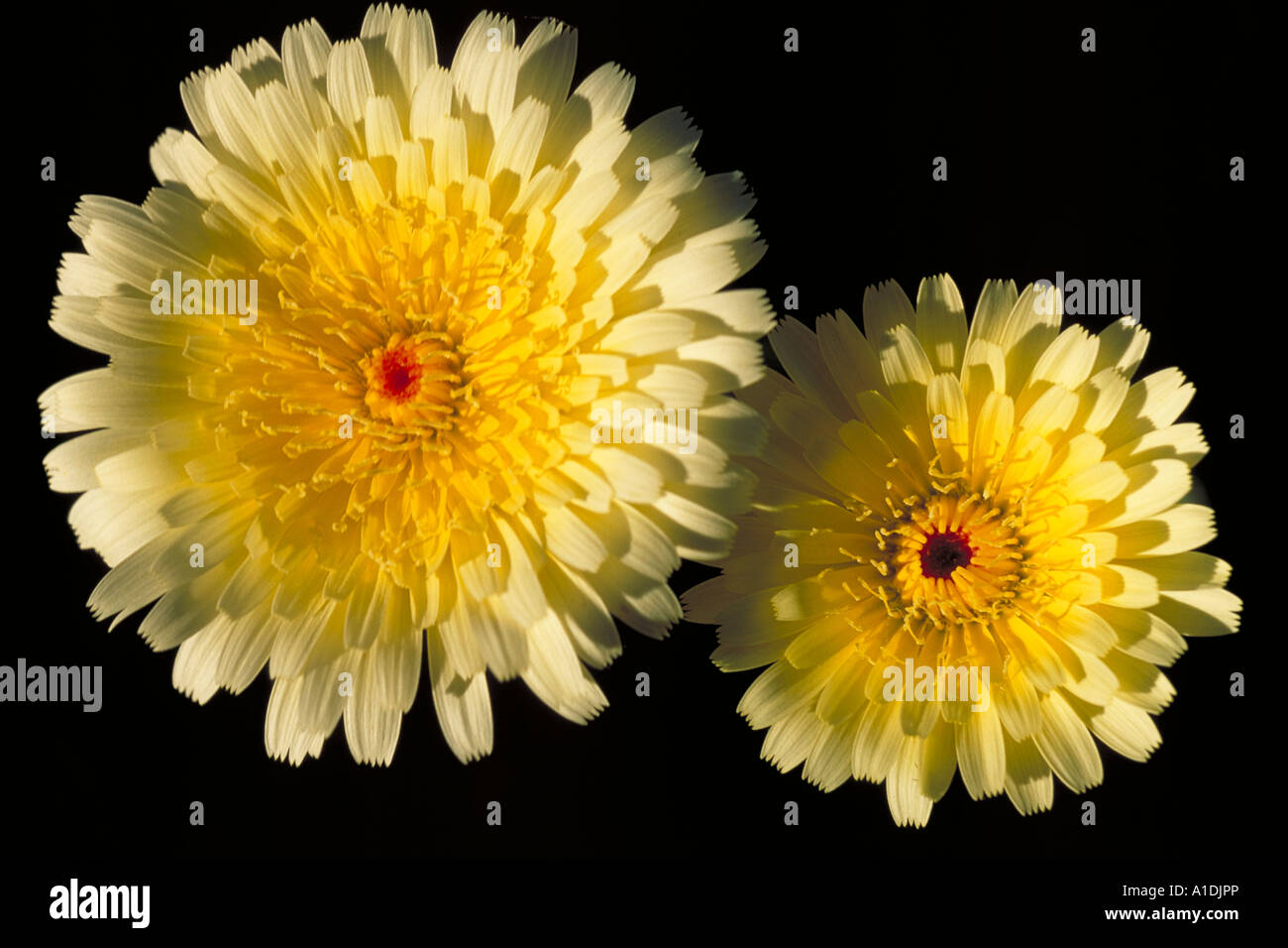 Elk248 1835 California Death Valley NP spring display of wildflowers ...