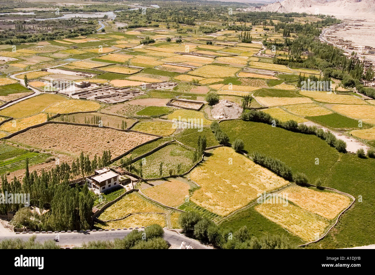 Green grass and barley fields of Indus valley and Ladakhi houses as ...