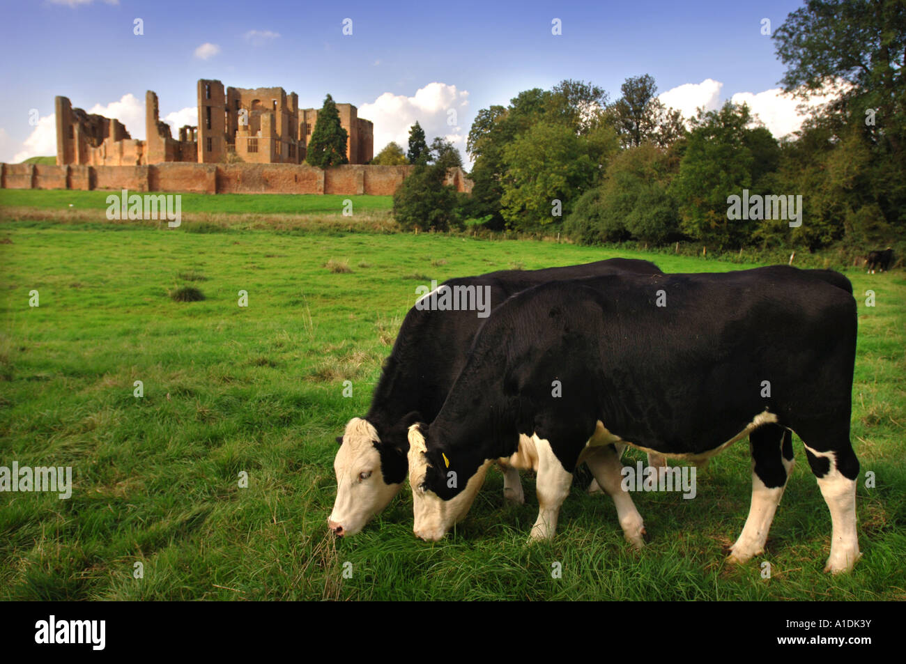 COWS GRAZING NEAR KENILWORTH CASTLE WARWICKSHIRE UK Stock Photo - Alamy