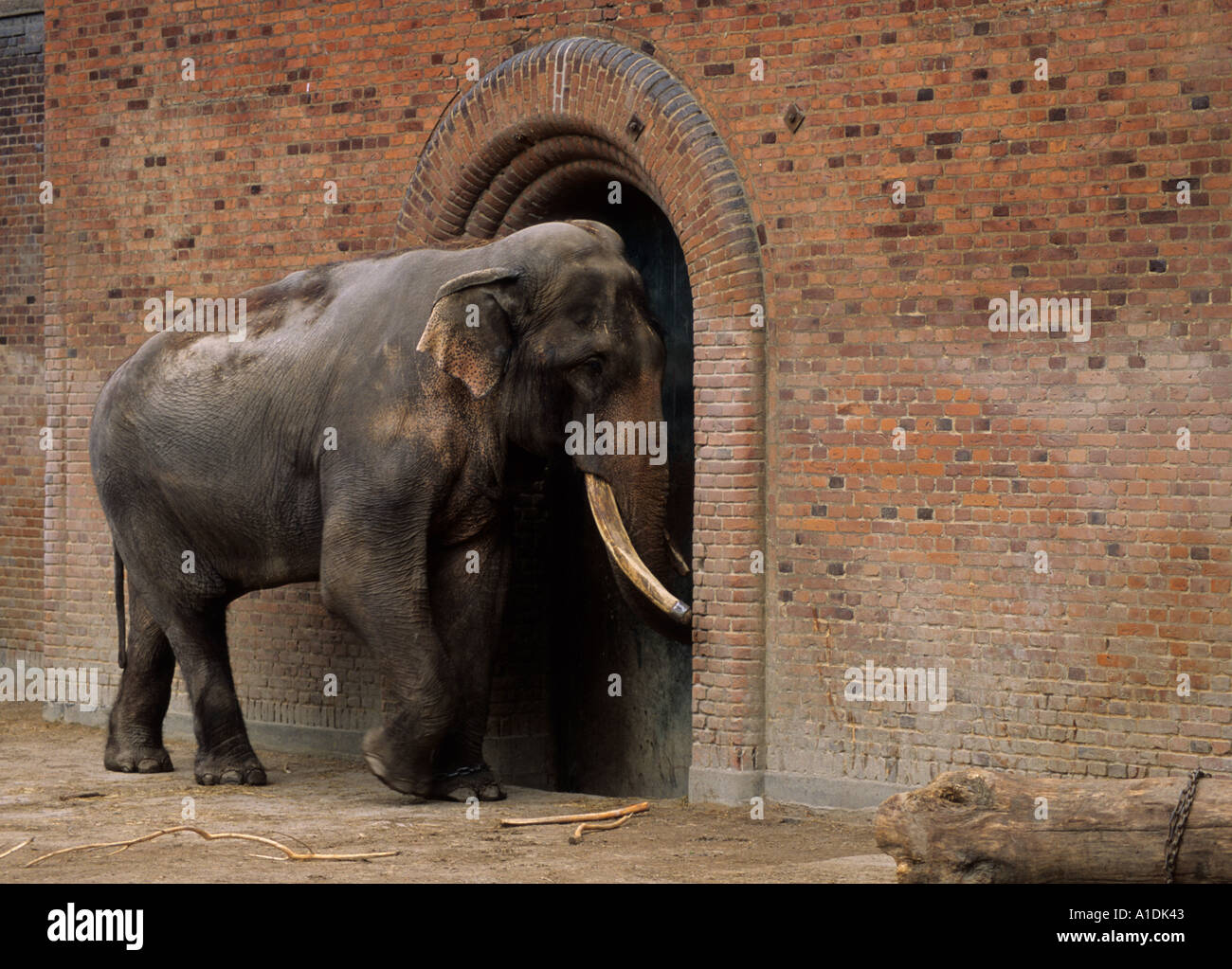 indian elephant in the zoo of Copenhagen Denmark Stock Photo - Alamy