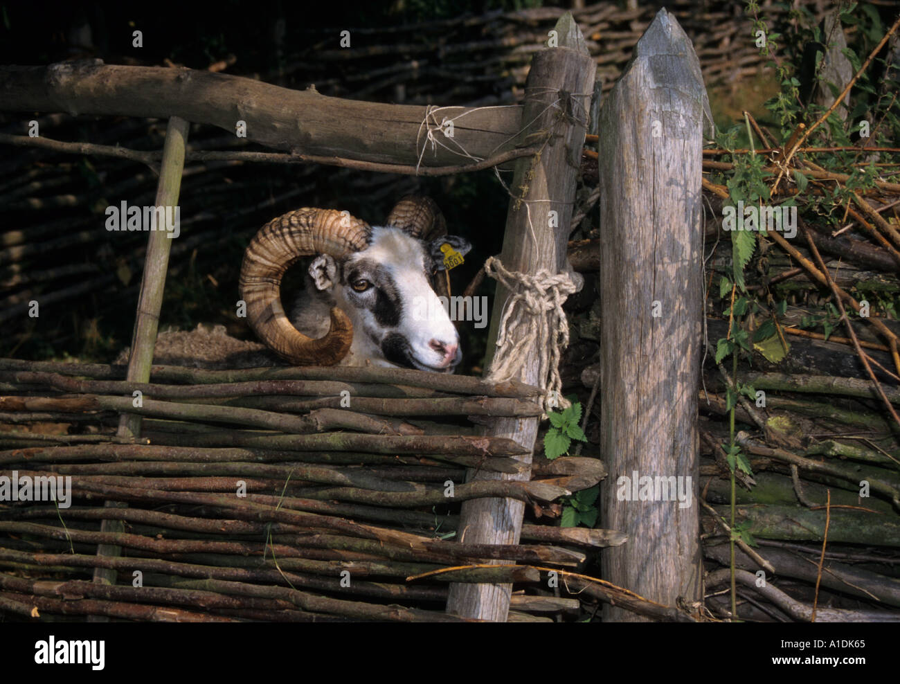 Iron goat hi-res stock photography and images - Alamy