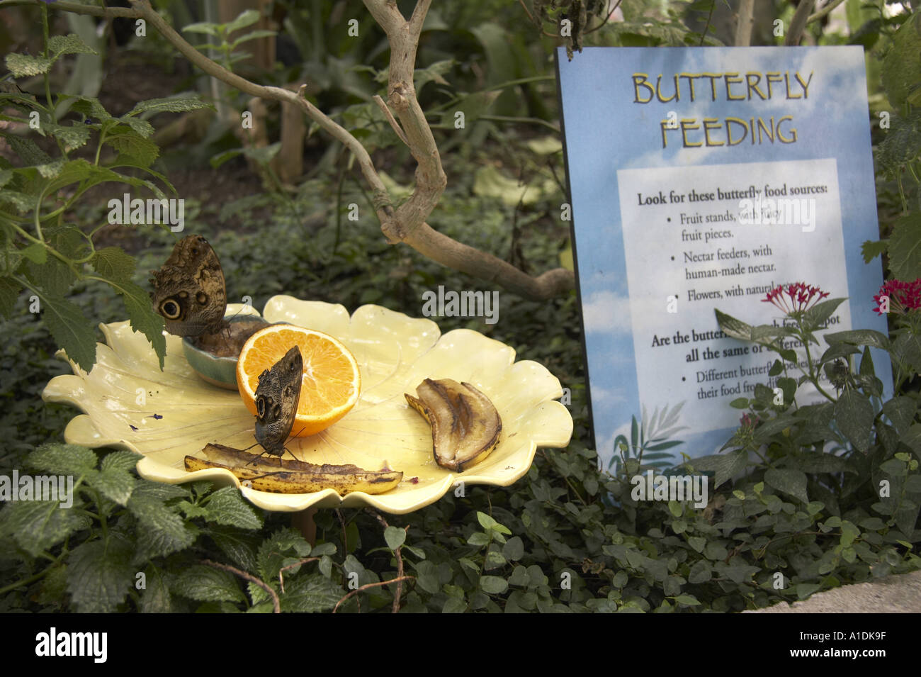 Butterfly feeding at Butterfly House in the Pacific Science Center ...
