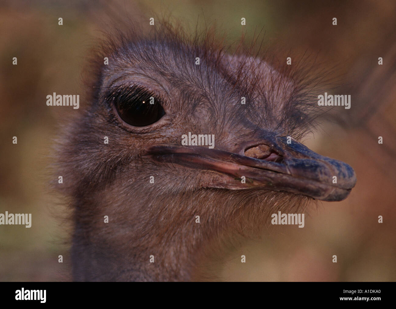 young ostrich struthio camelus Stock Photo - Alamy