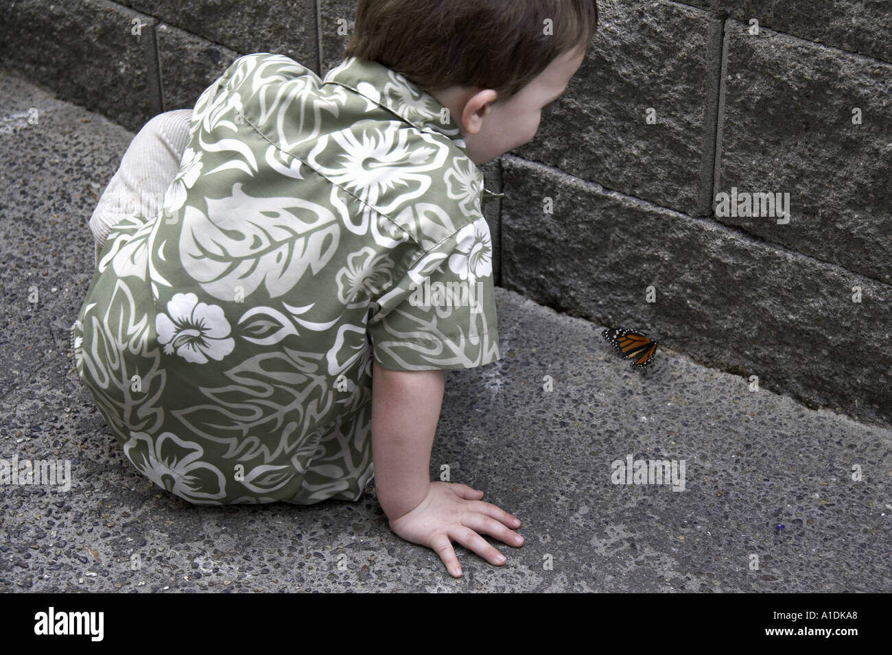 Boy studies butterfly on concrete floor of Pacific Science Center ...