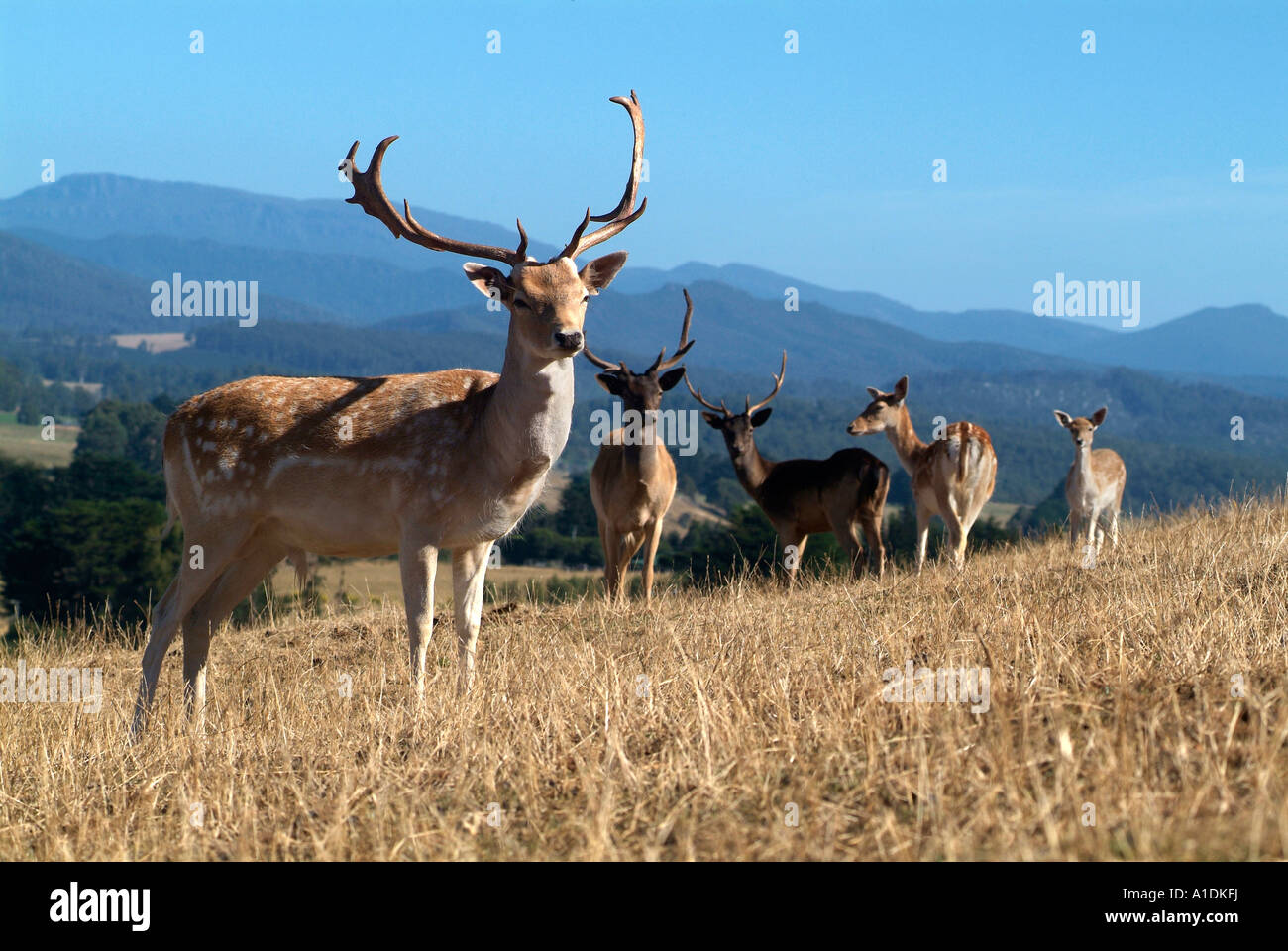Australia photo by bruce miller hi-res stock photography and images - Alamy