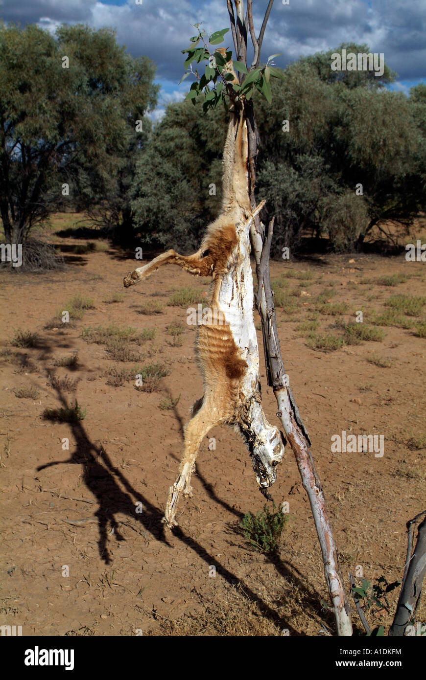 Are Dingoes A Pest