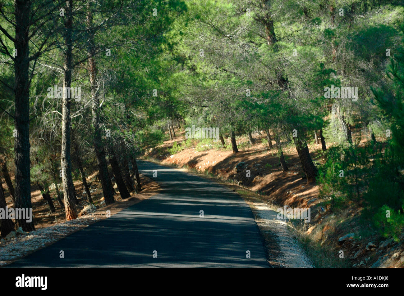 narrow country road in the upper Galilee Northern part of Israel Stock ...