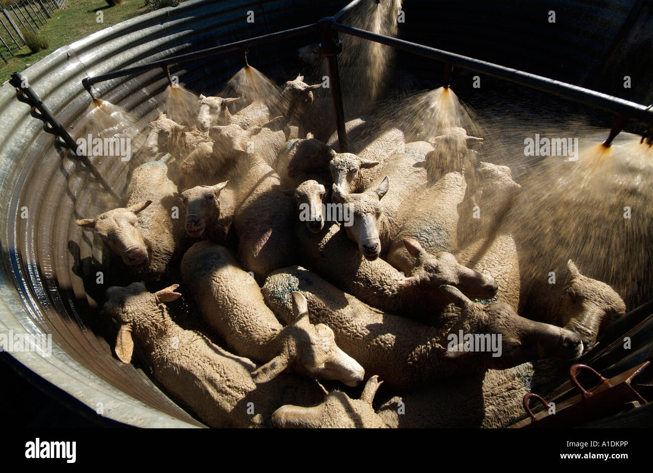 Fly strike sheep hi-res stock photography and images - Alamy