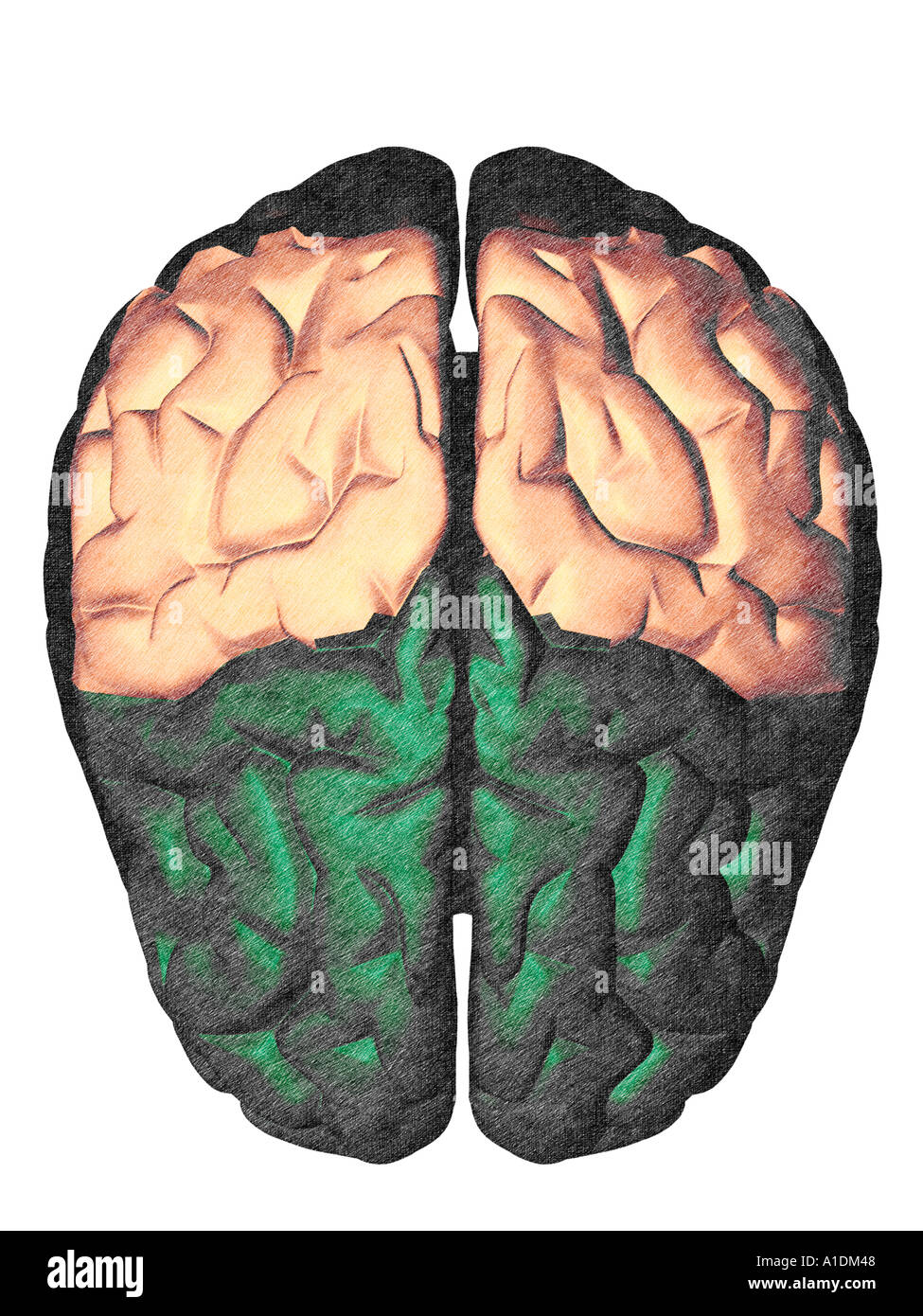 Illustration Of Brain Stock Photo - Alamy
