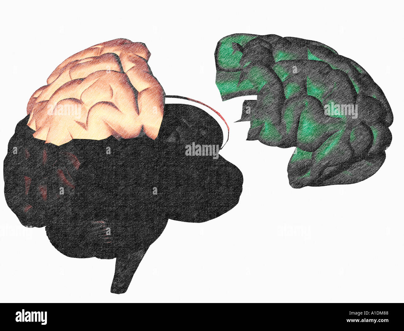 Illustration Of Brain Stock Photo - Alamy