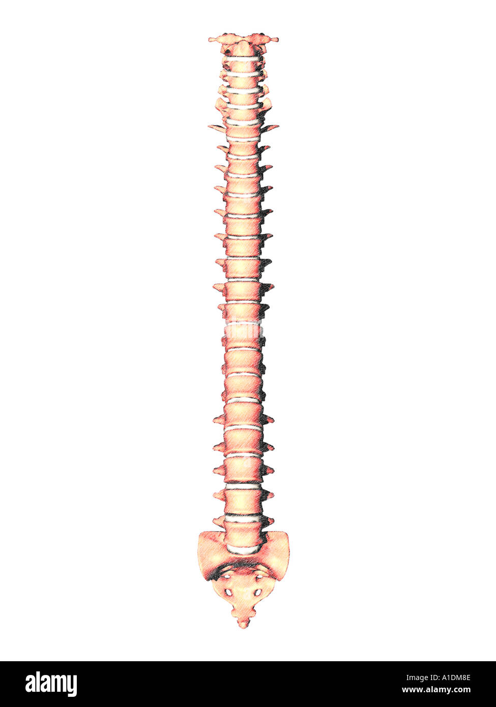 Illustration Of Back Bone Stock Photo - Alamy